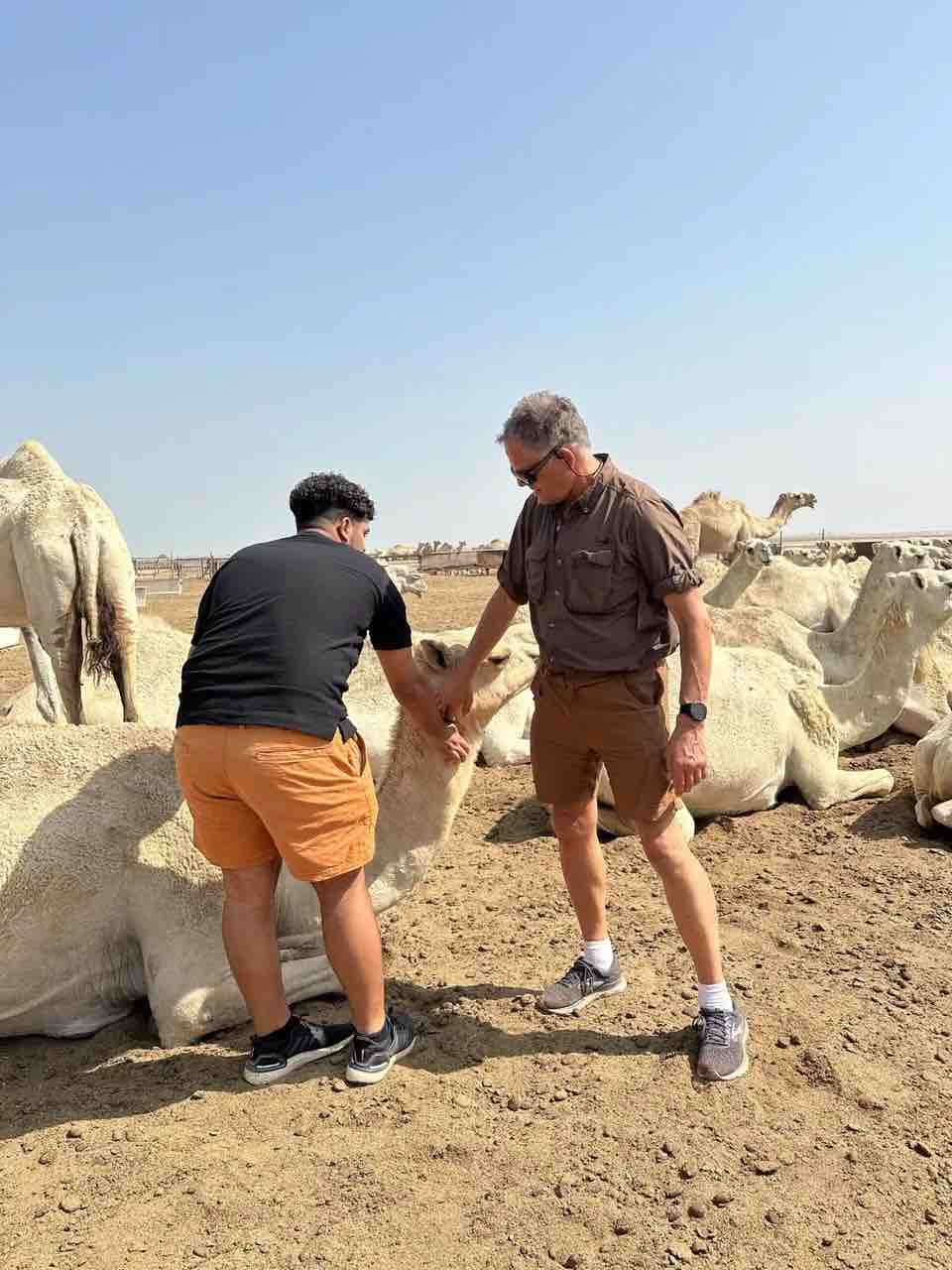 Complete Guide to Visiting Failaka Island, Kuwait - Adventures of An ...